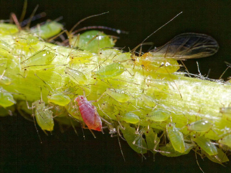 How to Naturally Control Aphids in Your Garden – Garden Guide