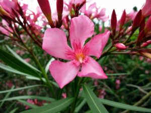 How to Prune Oleander for Gorgeous Blooms – Garden Guide