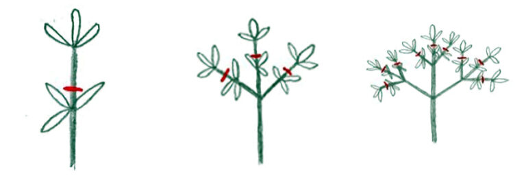 How to Prune Oleander for Gorgeous Blooms – Garden Guide