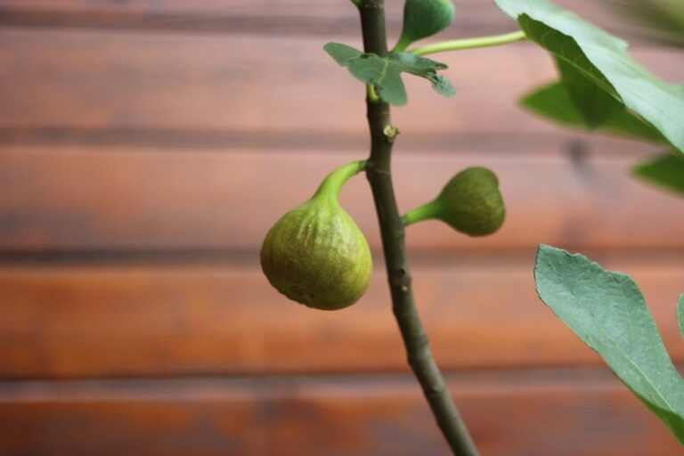 Secrets of Identifying Ripe and Delicious Figs – Garden Guide