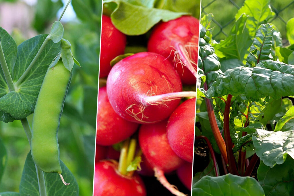 Cultivating Green Delights: A Beginner’s Guide to 4 Easy-to-Grow ...