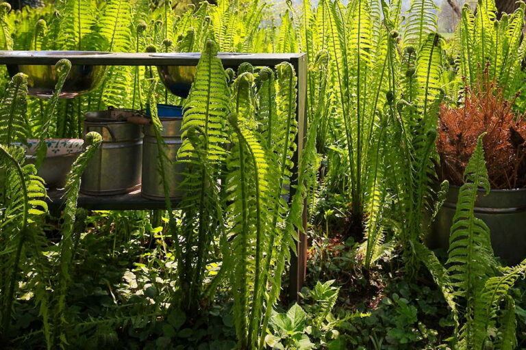 Adding Ferns to Your Garden: A Green Elegance – Garden Guide