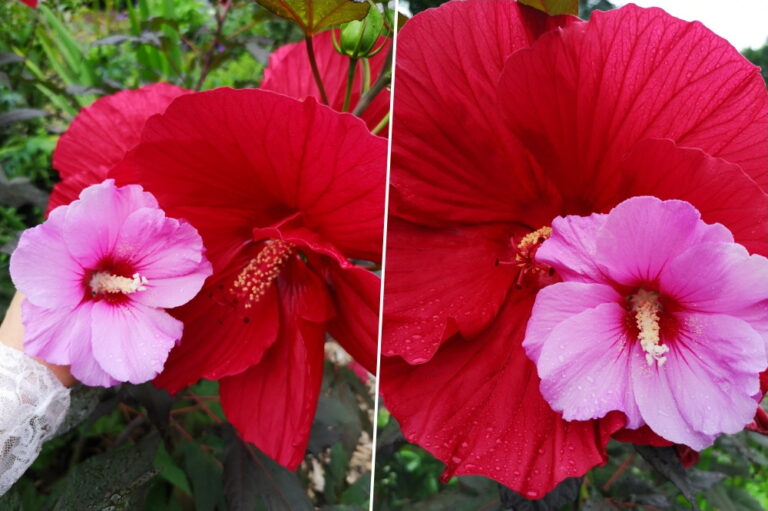 Enhance Your Garden with the Alluring Swamp Rose-Mallow – Garden Guide
