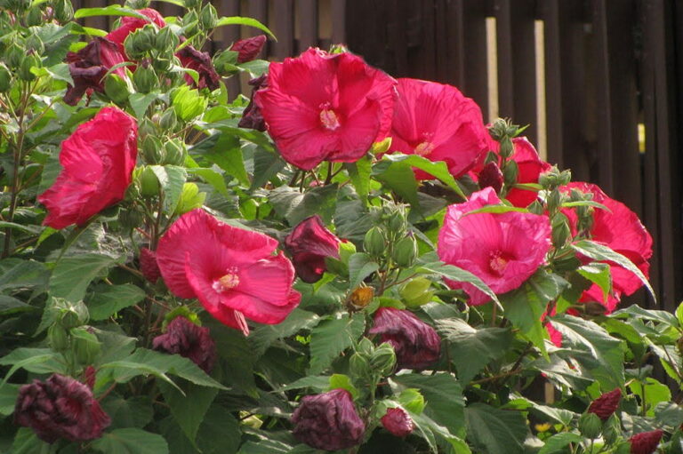 Enhance Your Garden with the Alluring Swamp Rose-Mallow – Garden Guide
