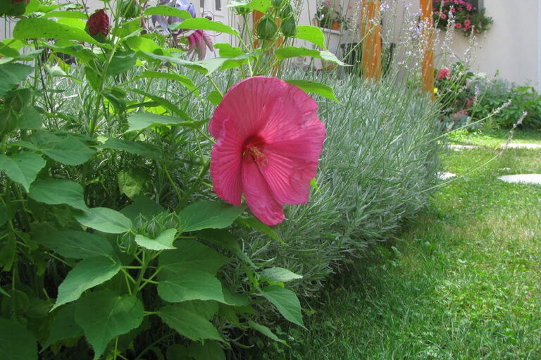 Enhance Your Garden with the Alluring Swamp Rose-Mallow – Garden Guide