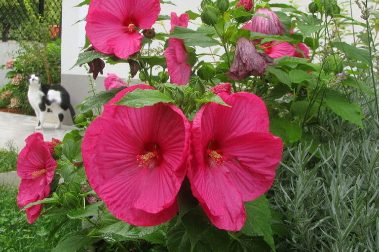 Enhance Your Garden with the Alluring Swamp Rose-Mallow – Garden Guide