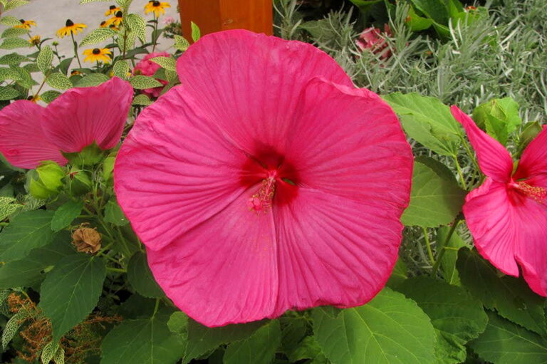 Enhance Your Garden with the Alluring Swamp Rose-Mallow – Garden Guide