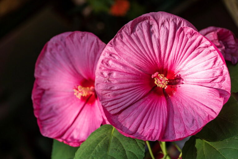 Enhance Your Garden with the Alluring Swamp Rose-Mallow – Garden Guide