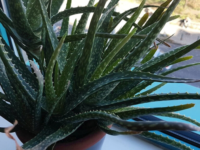 The Timeless Wonder of Aloe Vera: From Immortality Plant to Health ...