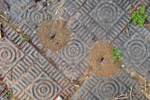 A Gentle Gardener’s Guide to Relocating Ants Instead of Battling Them ...