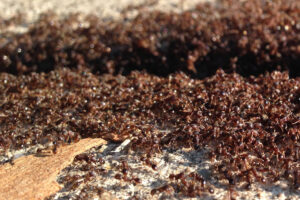 A Gentle Gardener’s Guide to Relocating Ants Instead of Battling Them ...