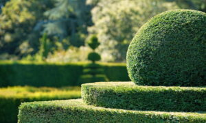 The Art of Topiary: Sculpting Nature’s Masterpieces – Garden Guide