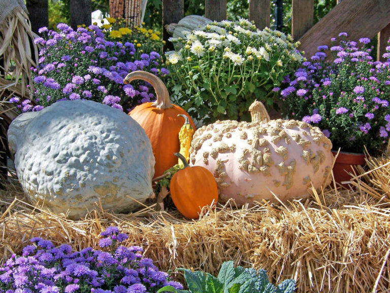 Transform Your Autumn Garden with Vibrant Potted Plants – Garden Guide