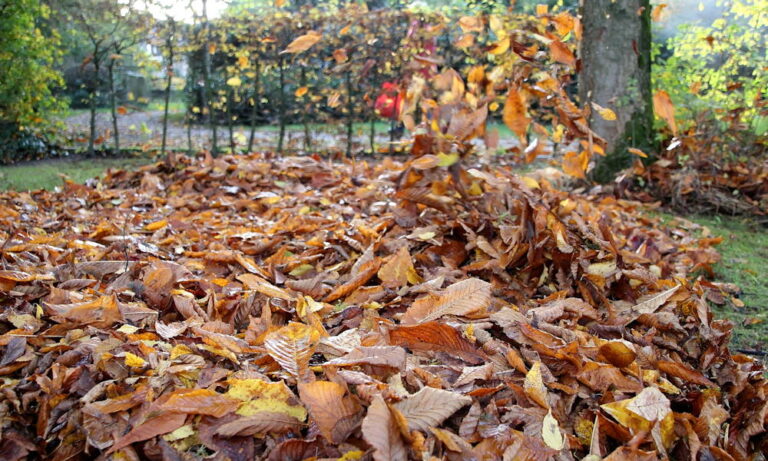 Autumn Leaf Cleanup: What to Rake and How to Make the Most of Fallen ...