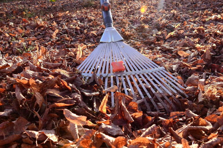 Autumn Leaf Cleanup: What to Rake and How to Make the Most of Fallen ...