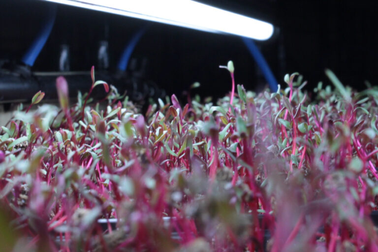 Beetroot Sprouts: A Decorative and Healthy Microgreen You Can Easily ...