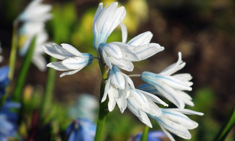Beginner’s Guide to Growing Striped Squill: Easy Tips for Beautiful ...