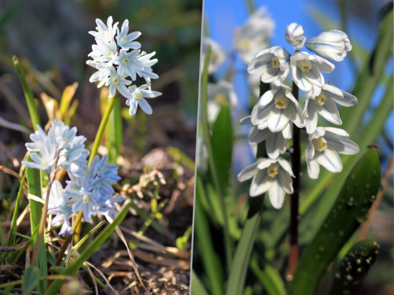 Beginner’s Guide to Growing Striped Squill: Easy Tips for Beautiful Bell-Shaped Blooms – Garden ...