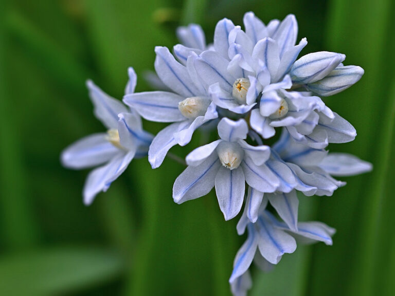 Beginner’s Guide to Growing Striped Squill: Easy Tips for Beautiful ...