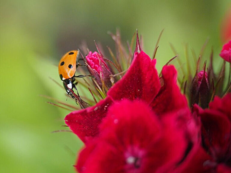 The Benefits of Ladybugs in Your Garden: Natural Pest Control and More ...