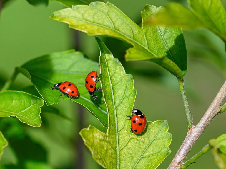 The Benefits of Ladybugs in Your Garden: Natural Pest Control and More ...
