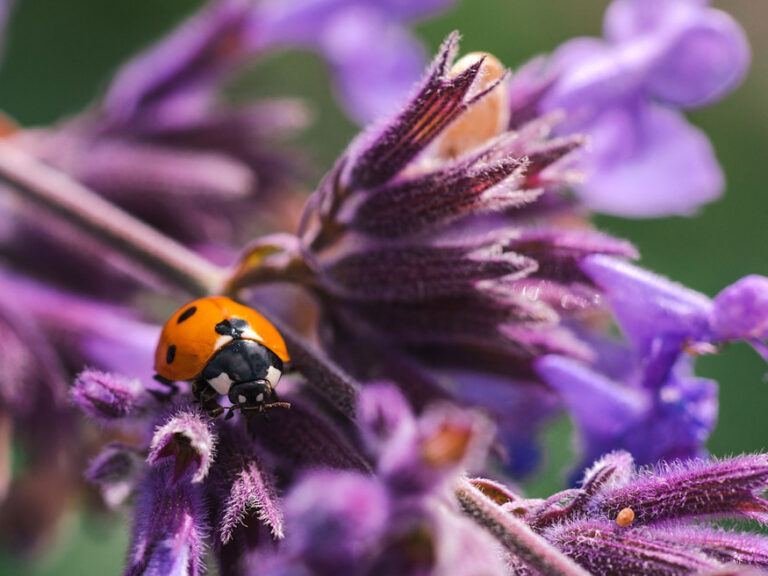 The Benefits of Ladybugs in Your Garden: Natural Pest Control and More ...