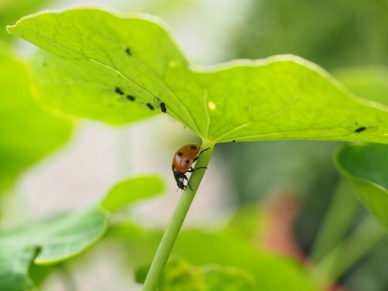 The Benefits of Ladybugs in Your Garden: Natural Pest Control and More ...