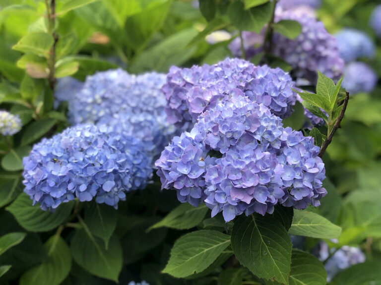 Unveiling Nature’s Palette: How to Make Hydrangea Flowers Turn Blue ...