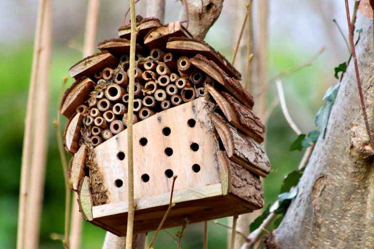 The Buzz on Insect Hotels: Exploring Their Importance in Backyard ...