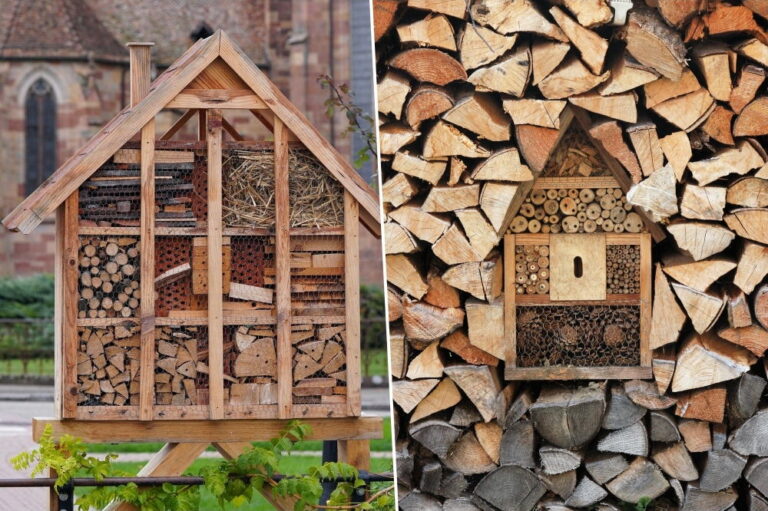 The Buzz on Insect Hotels: Exploring Their Importance in Backyard ...