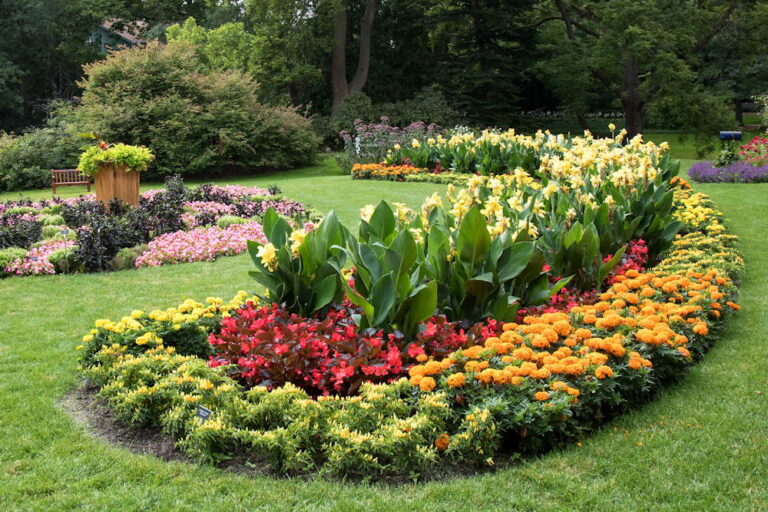 The Enchanting Canna Lily: A Flamboyant Delight in Your Garden – Garden ...