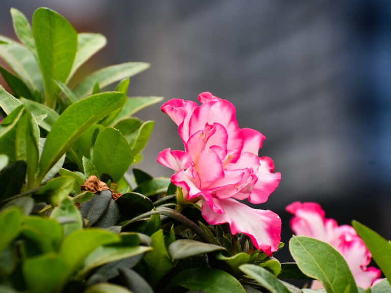 Adding a Touch of Winter Elegance: A Guide to Caring for Potted Azaleas ...