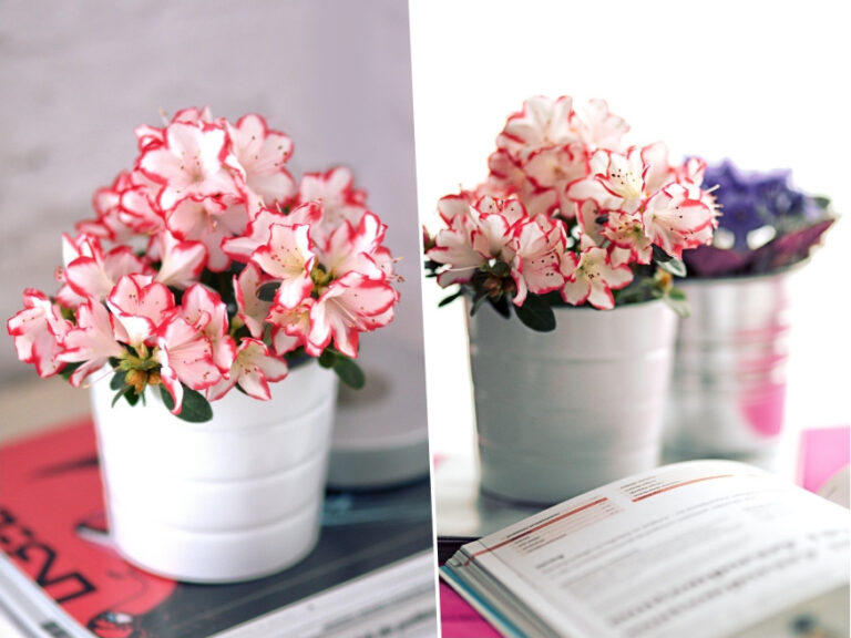 Adding a Touch of Winter Elegance: A Guide to Caring for Potted Azaleas ...
