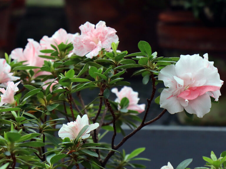 Adding a Touch of Winter Elegance: A Guide to Caring for Potted Azaleas ...