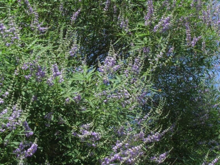 Chaste Tree: A Garden Delight with Medicinal Roots – Garden Guide