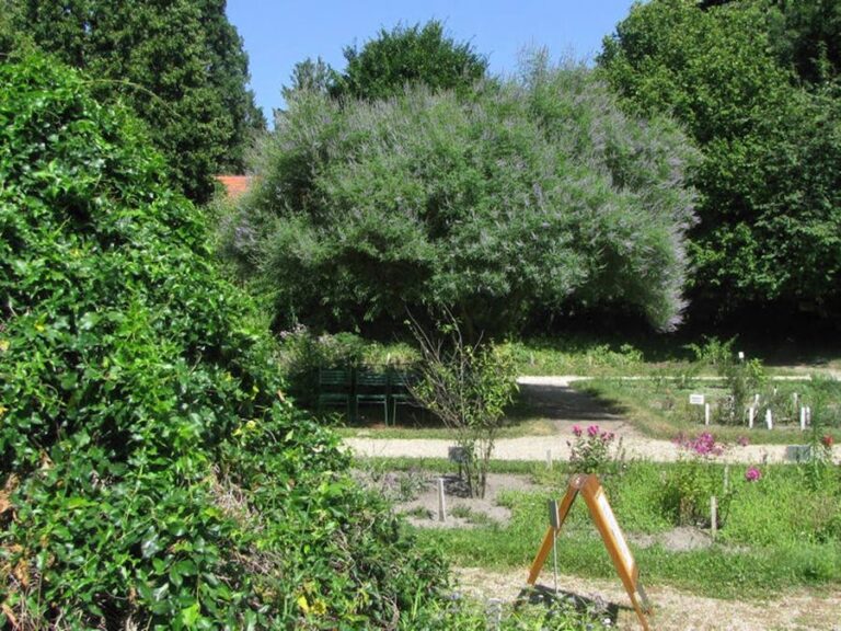 Chaste Tree: A Garden Delight with Medicinal Roots – Garden Guide