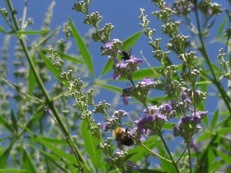 Chaste Tree: A Garden Delight with Medicinal Roots – Garden Guide