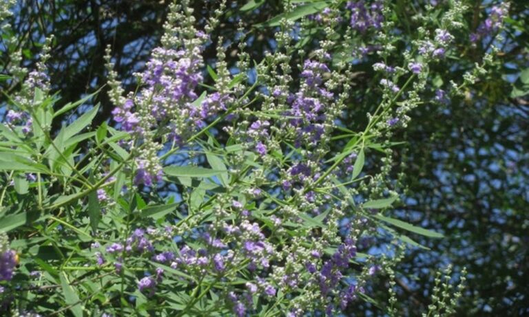 Chaste Tree: A Garden Delight with Medicinal Roots – Garden Guide
