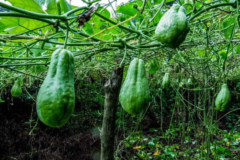 The Versatile Chayote: Discovering the Many Faces of this Remarkable ...