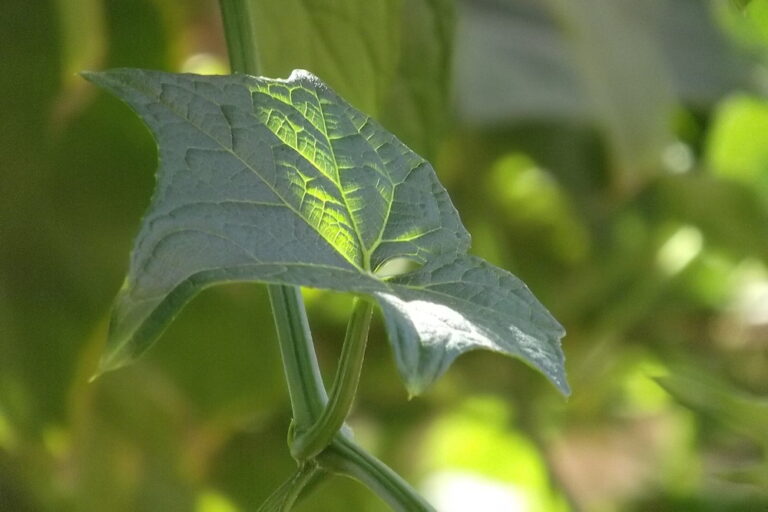 The Versatile Chayote: Discovering the Many Faces of this Remarkable ...