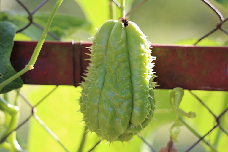 The Versatile Chayote: Discovering the Many Faces of this Remarkable ...