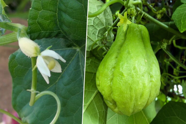 The Versatile Chayote: Discovering the Many Faces of this Remarkable ...