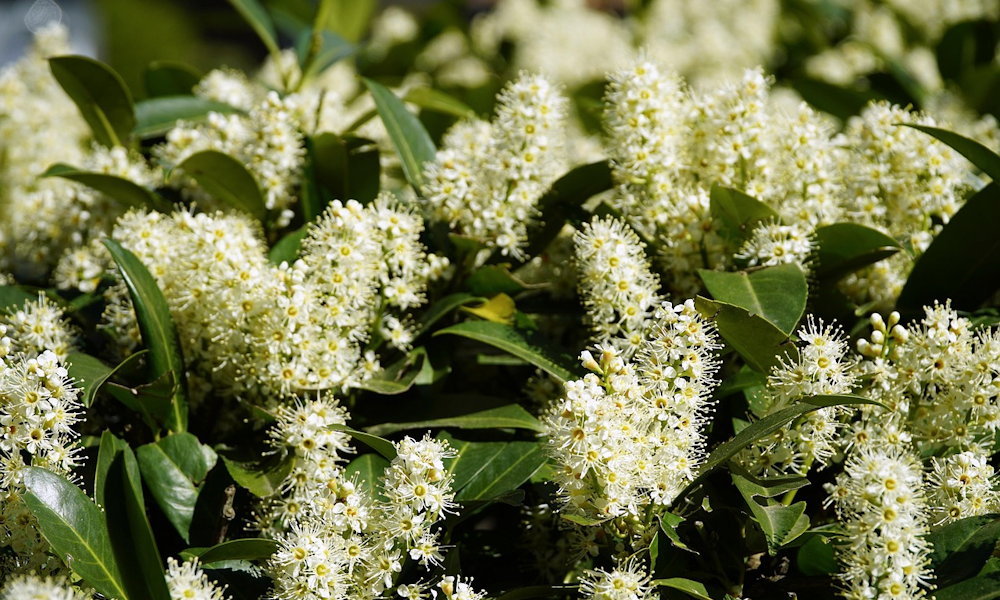 Cherry Laurel – One Plant, Many Garden Roles – Garden Guide