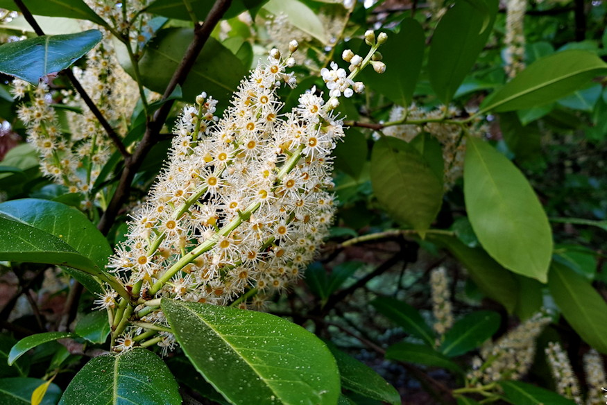 Cherry Laurel – One Plant, Many Garden Roles – Garden Guide