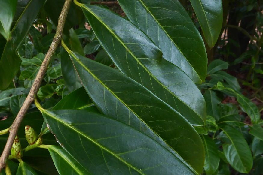 Cherry Laurel – One Plant, Many Garden Roles – Garden Guide