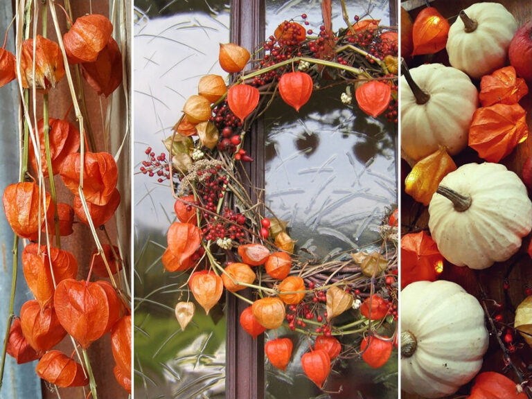 Crafting a Beautiful Autumn Wreath with Chinese Lanterns – Garden Guide