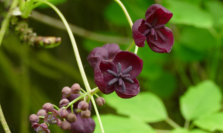 The Sweet and Unusual Chocolate Vine – A Unique Addition to Your Garden ...