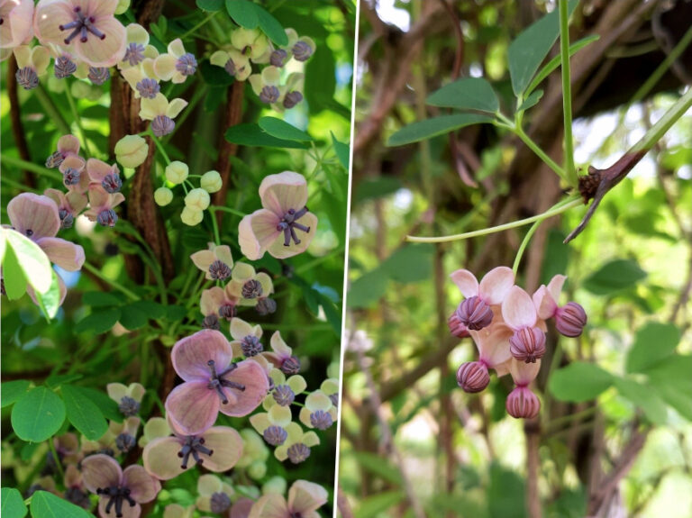 The Sweet and Unusual Chocolate Vine – A Unique Addition to Your Garden ...