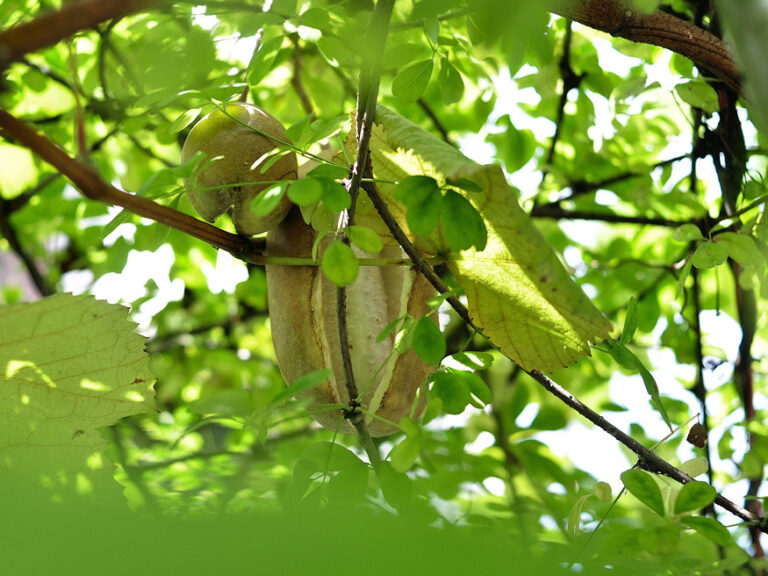 The Sweet and Unusual Chocolate Vine – A Unique Addition to Your Garden ...