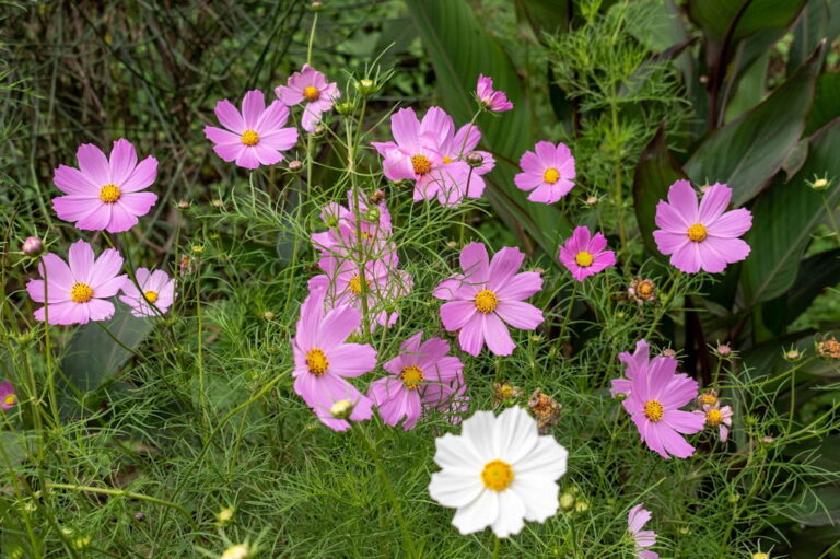 The Cosmos Conundrum: Unveiling the Charm of the Cosmic Beauty – Garden ...